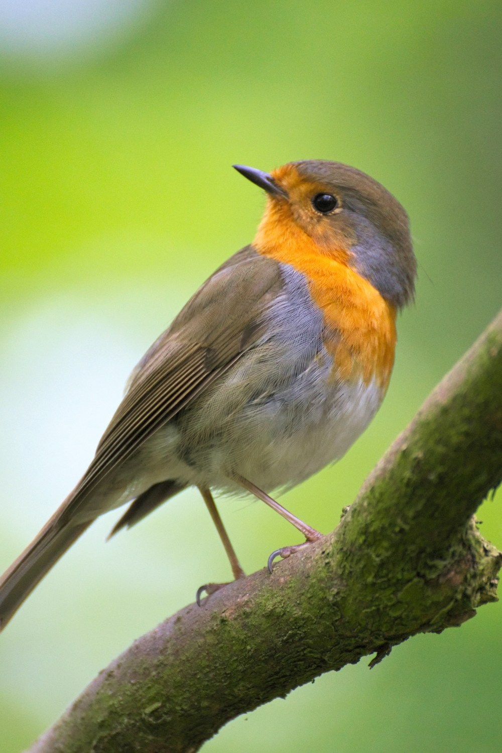 14 Key Differences Between the European Robin and the American Robin