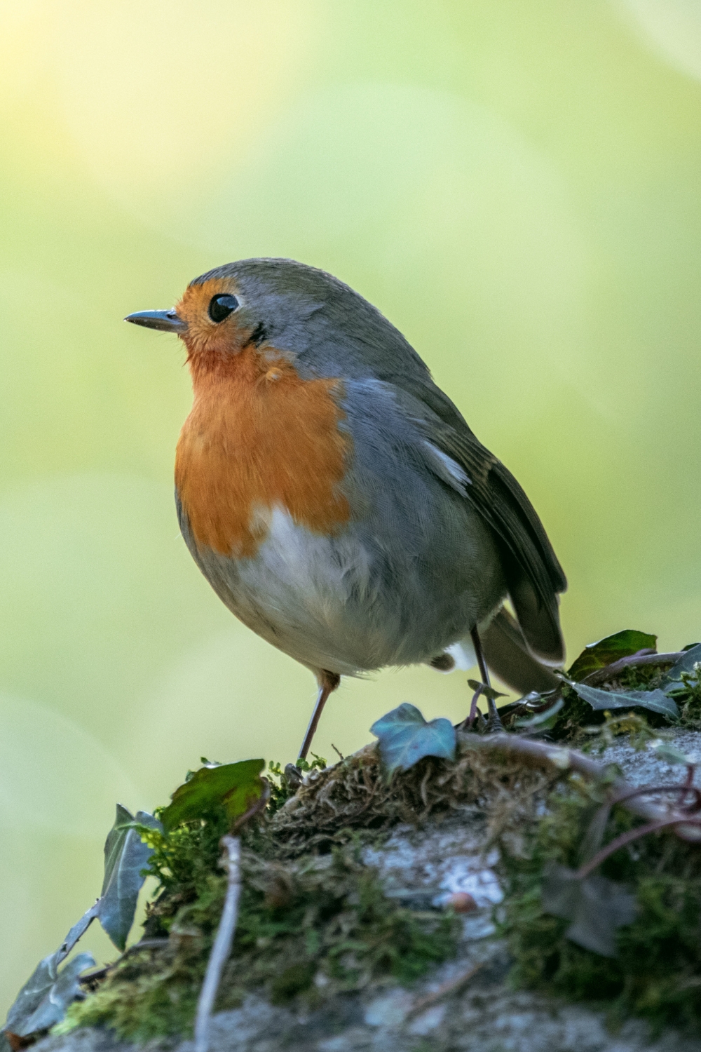 14 Key Differences Between the European Robin and the American Robin