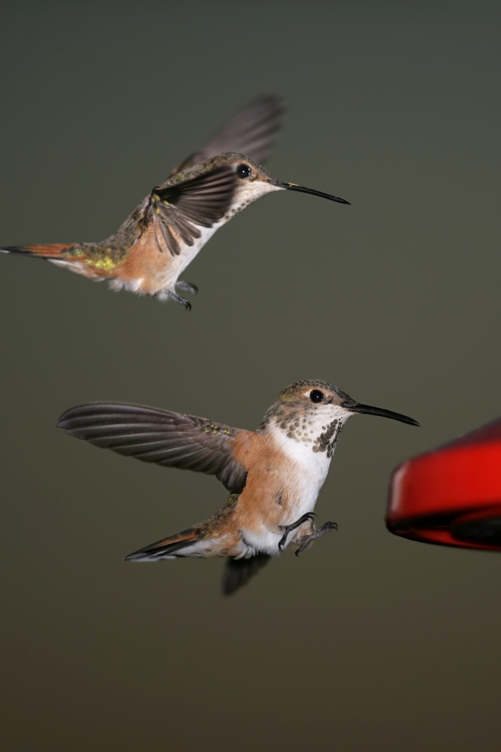 Why Do Hummingbirds Chase Each Other? A Guide to Their Territorial Battles