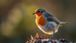 What Do Robin Birds Eat? A Season-by-Season Food Guide for Garden ...