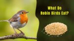 What Do Robin Birds Eat? A Season-by-Season Food Guide for Garden ...