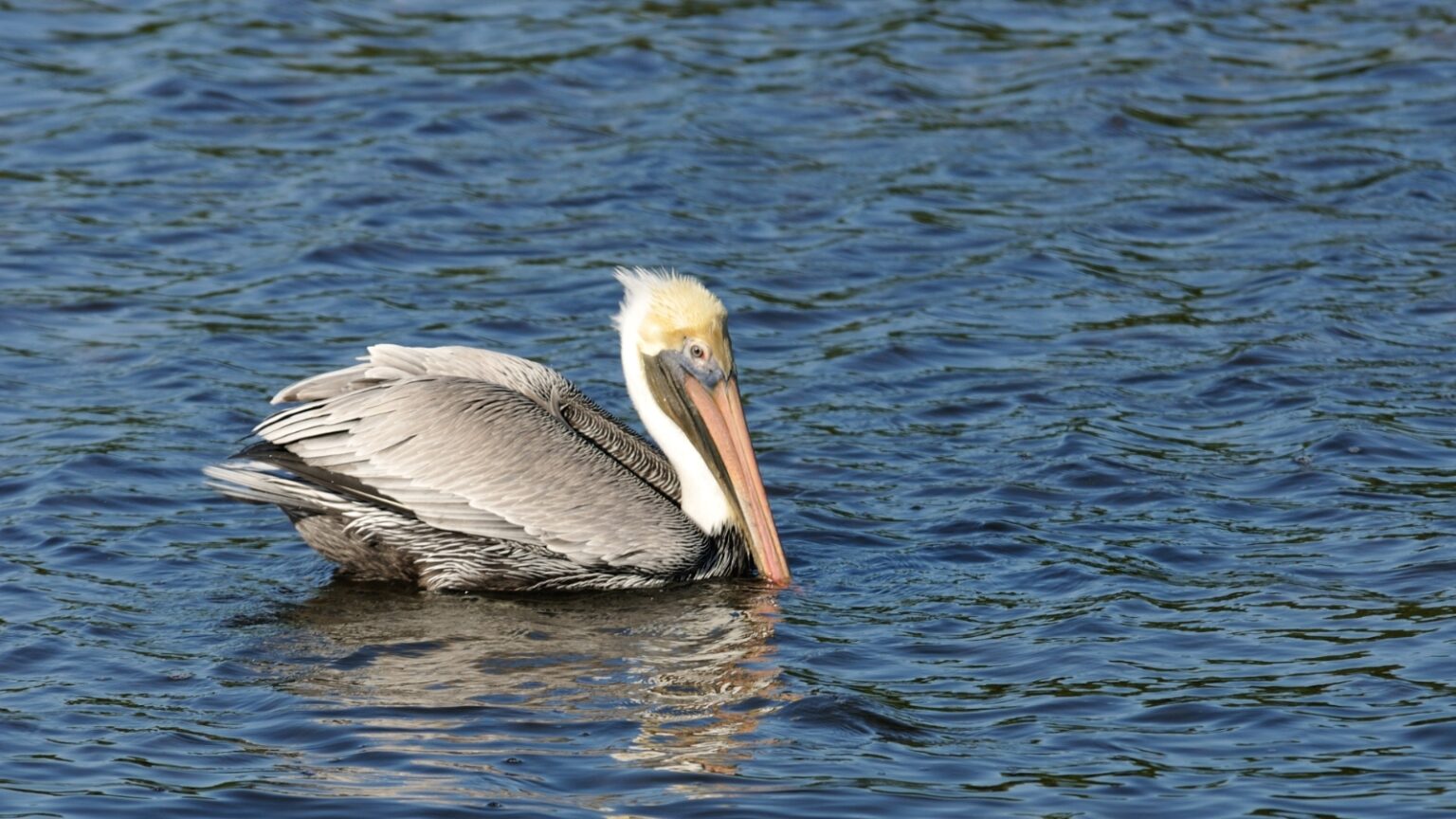 Florida Water Birds: A Complete Guide to Species, Habitats and ...