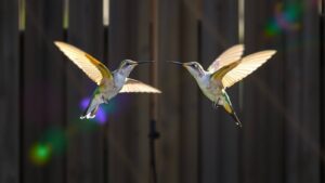 How Hummingbirds Teach Us to Love Fearlessly: A Lesson from Nature's ...