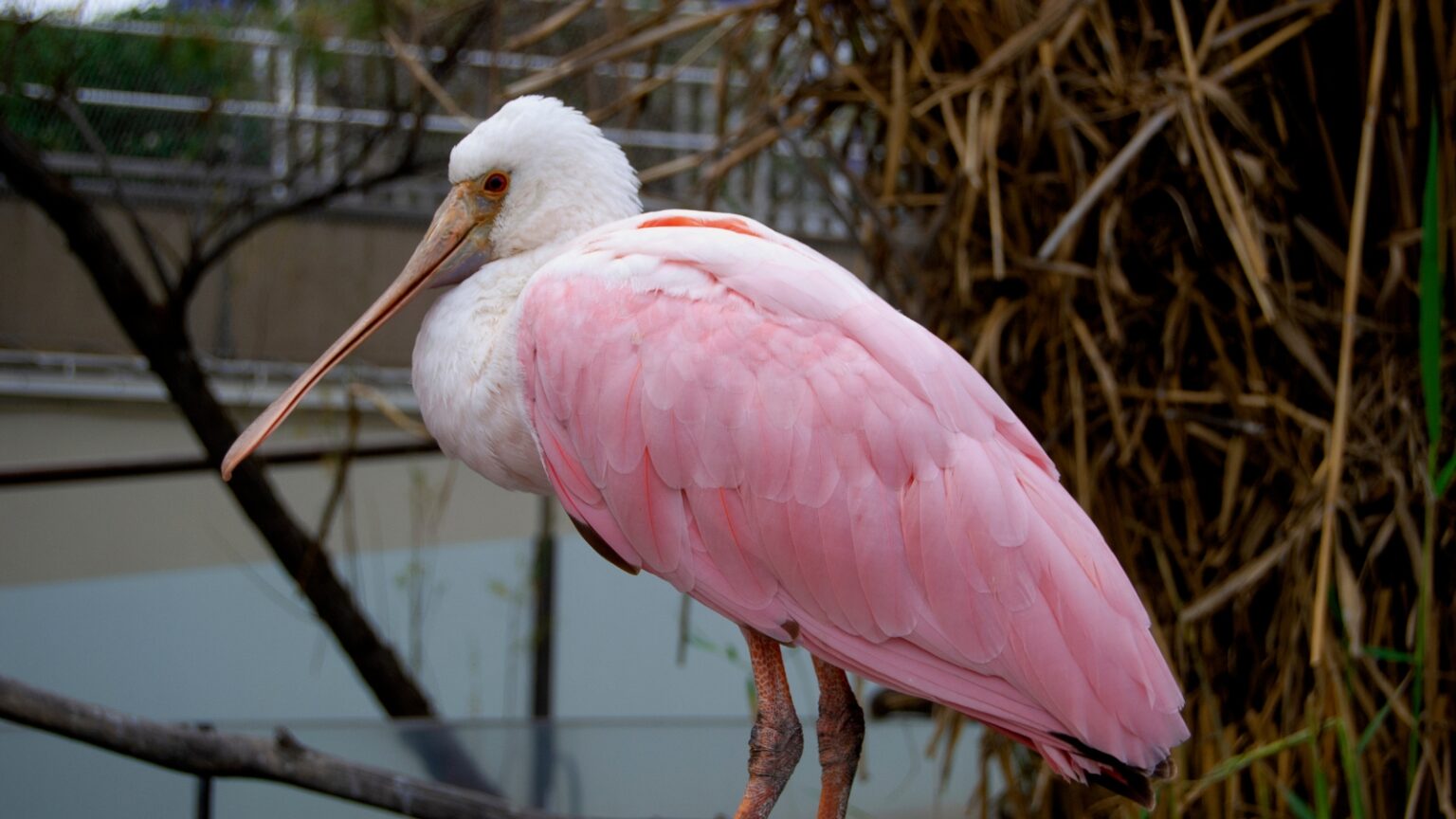 Florida Water Birds: A Complete Guide to Species, Habitats and ...