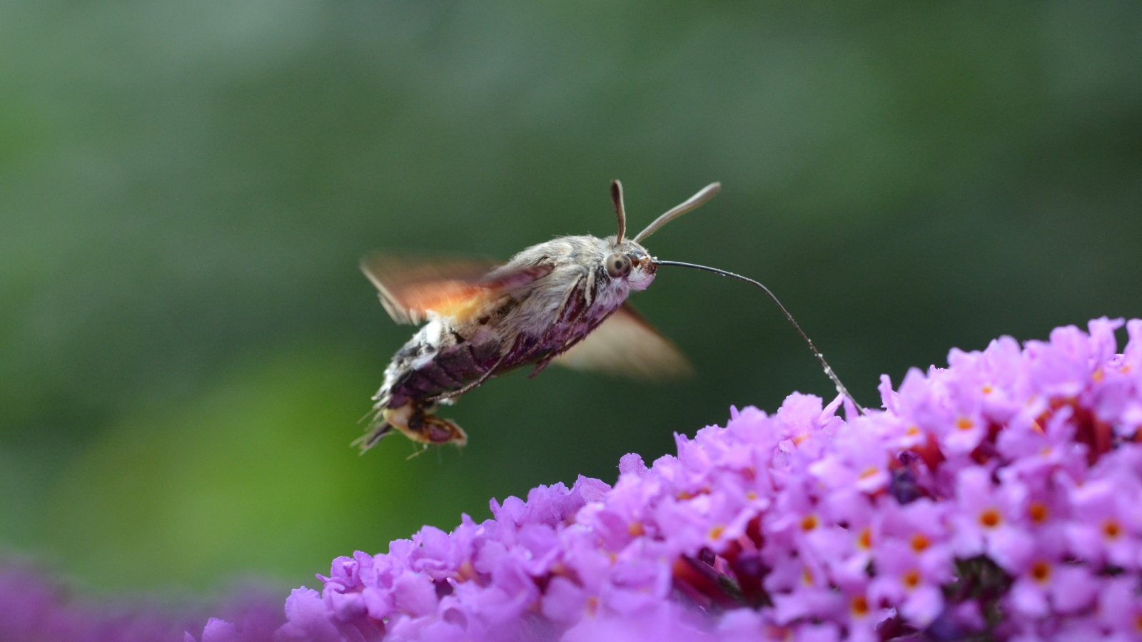 Are Hummingbird Hawk Moths Dangerous? (7 Facts You Need to Know) - Home Bird Feeder