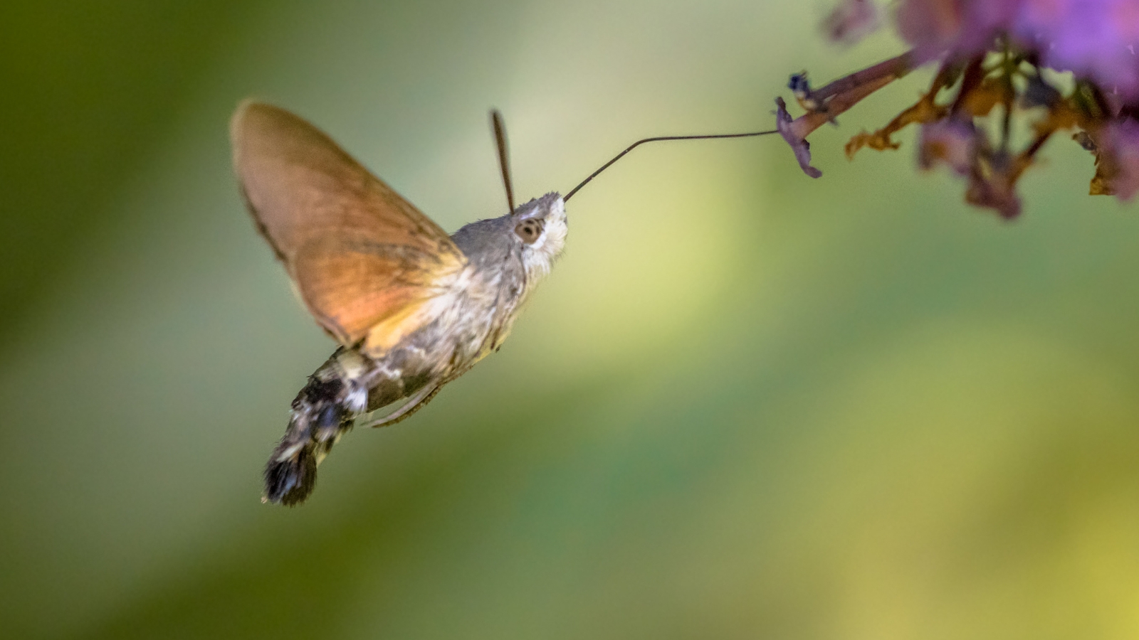 Are Hummingbird Hawk Moths Dangerous? (7 Facts You Need to Know) - Home ...