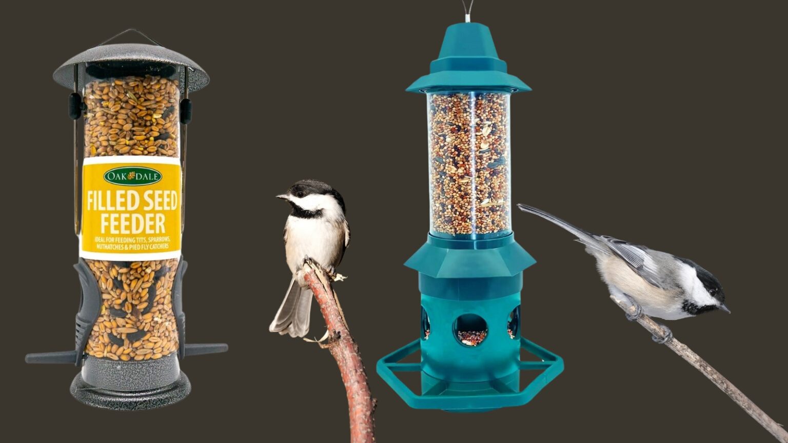 9 Best Foods for Chickadees: The Ultimate Guide for Bird Lovers - Home ...