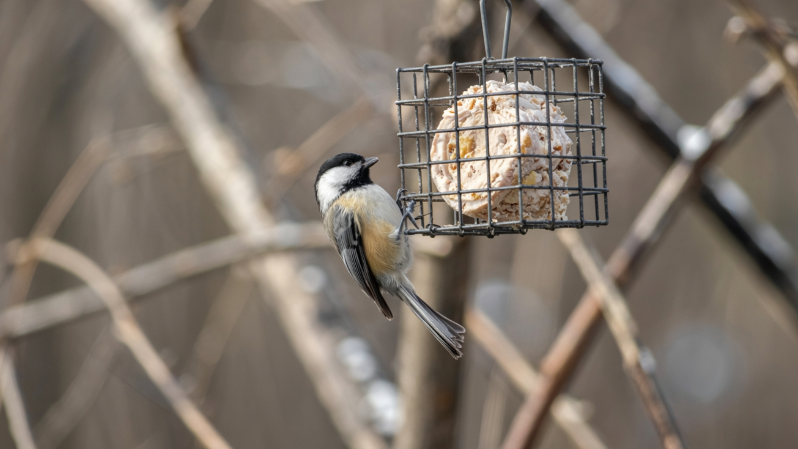 9 Best Foods for Chickadees: The Ultimate Guide for Bird Lovers - Home ...