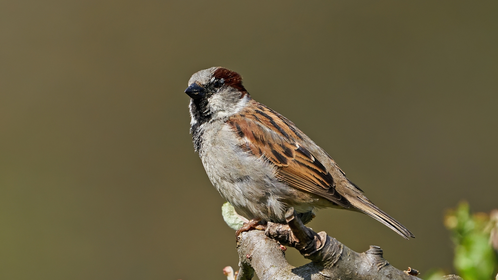 23 Types of Sparrow Birds That You Should Know: From Common House Sparrows to Rare Grassland ...