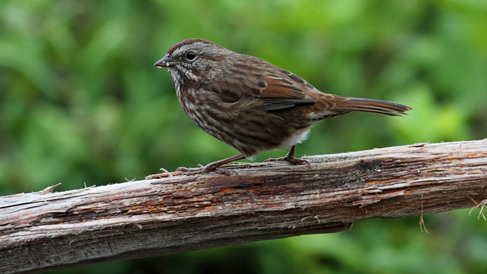 23 Types of Sparrow Birds That You Should Know: From Common House ...
