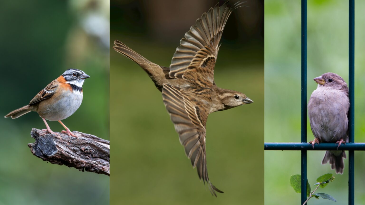 Sparrow Species Guide: Everything You Need to Know About These ...
