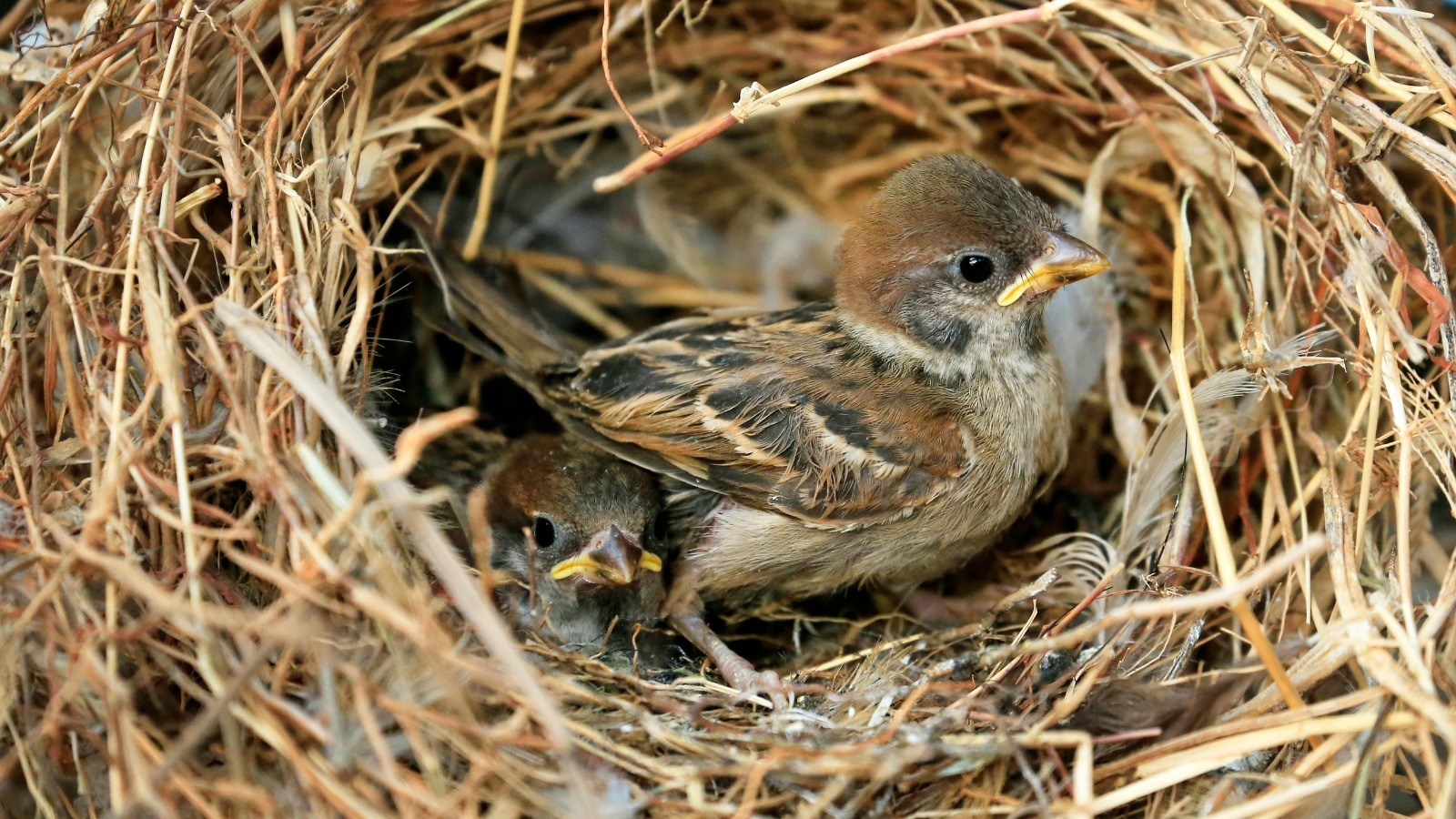 Sparrow Species Guide: Everything You Need to Know About These ...