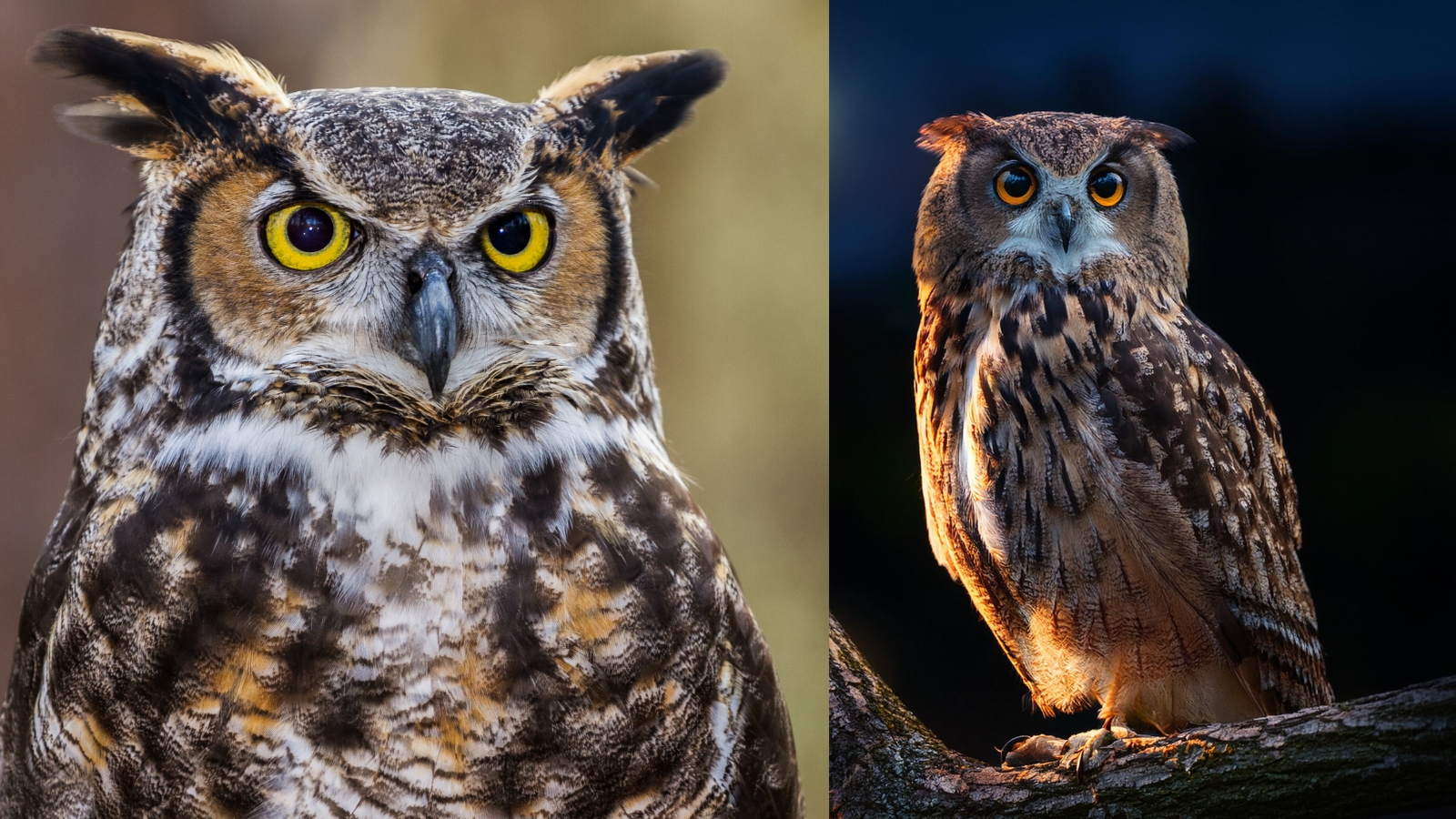 Complete Owl Identification Guide: Species, Behaviour, and Global Distribution - Home Bird Feeder
