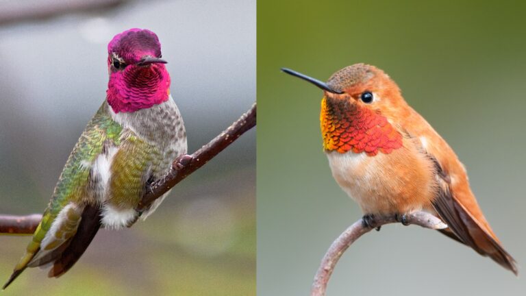 When Do Hummingbirds Fly South? Understanding Their Remarkable ...