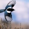 What Do Magpies Eat? A Comprehensive Guide to Magpie Diet and Feeding ...